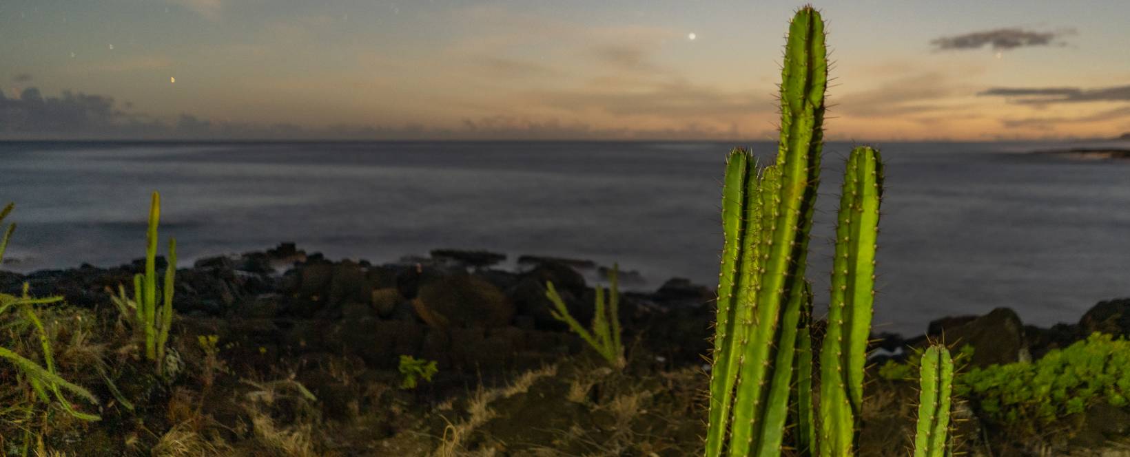 Prickly Point Succulents